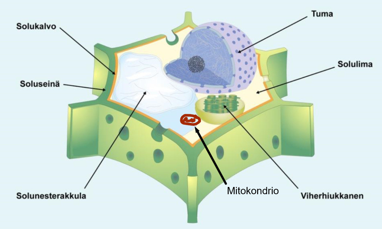 KASVISOLU JA ELÄINSOLU