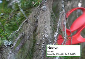 naava.JPG