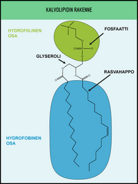 Fosfolipidin kemiallinen rakenne. Tässä fosfolipidissä ...
