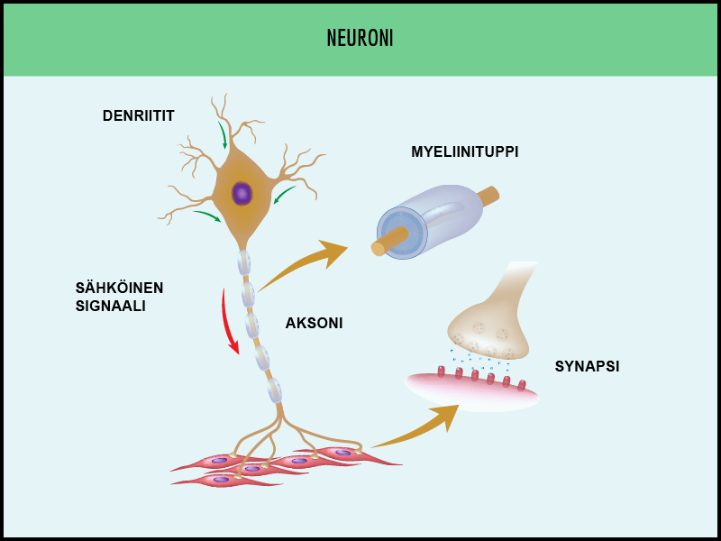 Neuronissa on tuojahaarakkeita eli dendriittejä ja viejähaarake eli ...