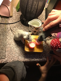 E832D296-76BF-42E3-B21E-EB7B47998F07.jpeg