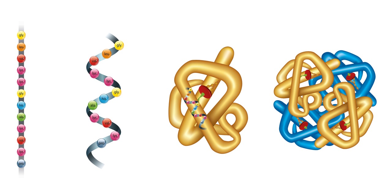 Proteiinit muodostuvat aminohappoketjuista.