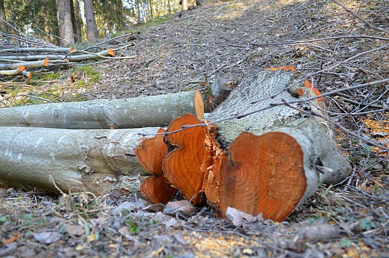 Lepän puuaines muuttuu punertavaksi