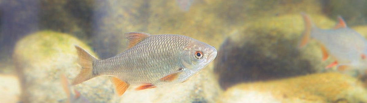 7.4 Kalojen laaja ravintovalikoima