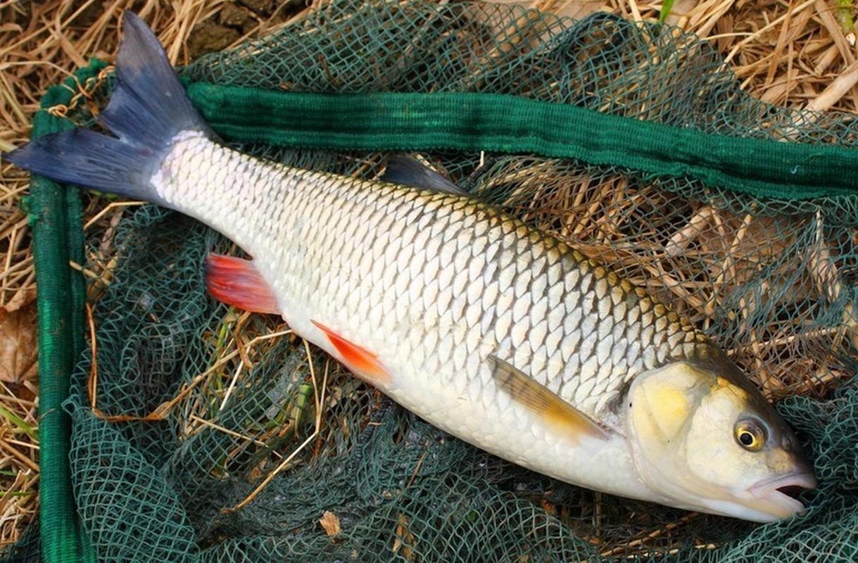 Turpa on särkikala.