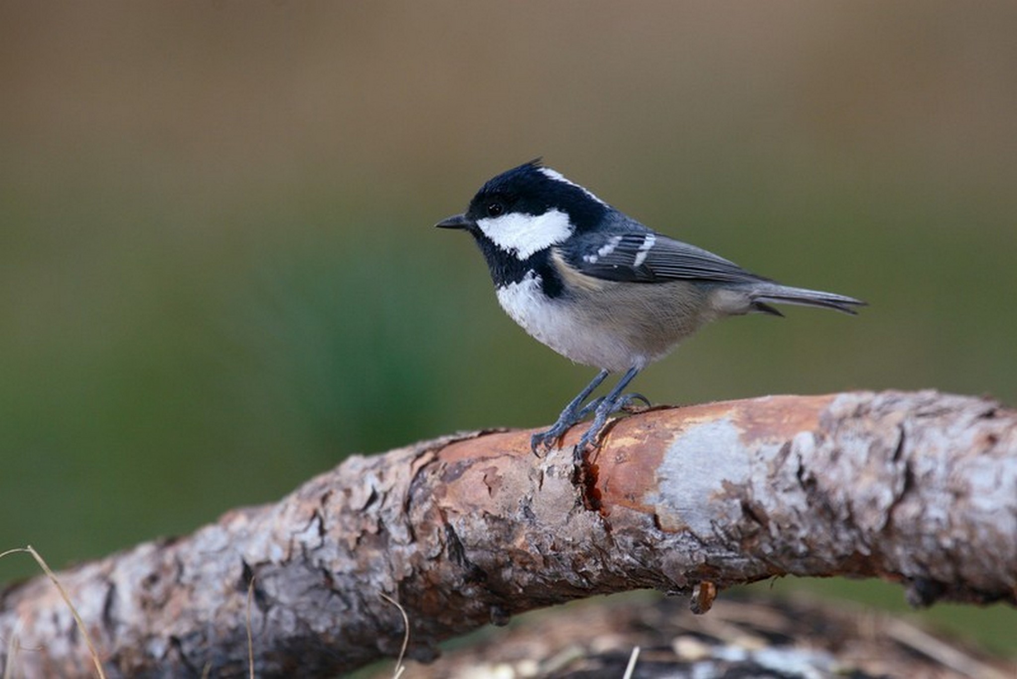 Coal tit.