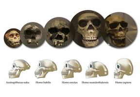 Stages of human evolution. Australopithecus is known as the southern ...