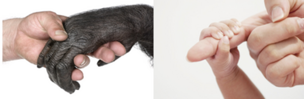 The human thumb and forefinger can touch each other unlike with a ...