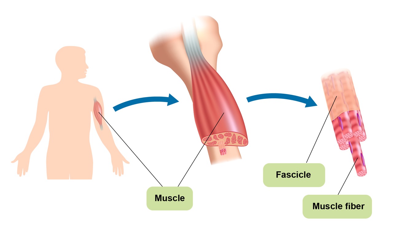 striations in anatomy