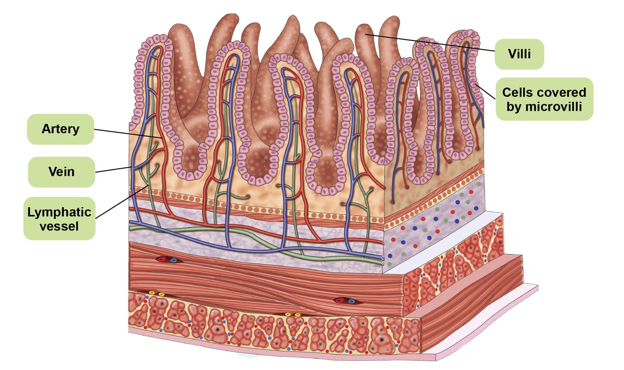 6.5 The small intestine