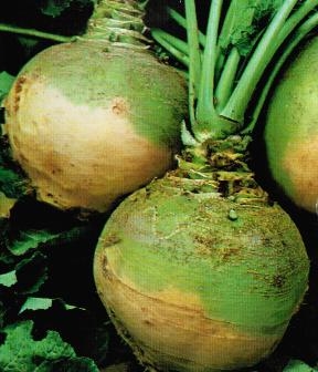 Lanttu