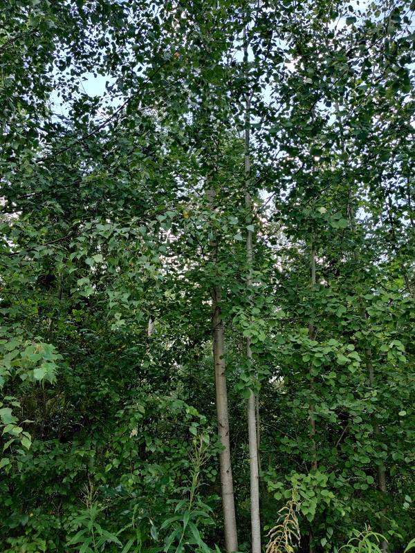 Harmaaleppä