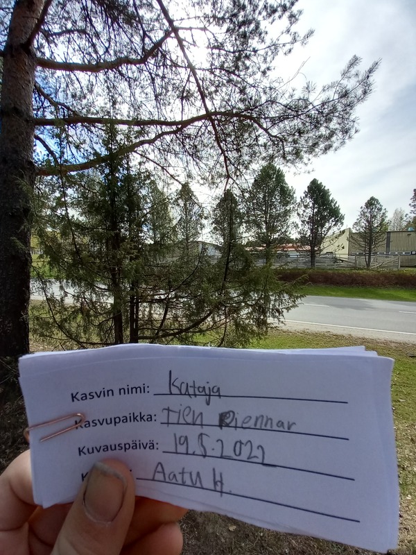 Kataja Kataja