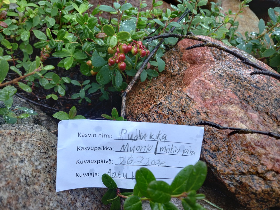 Puolukka