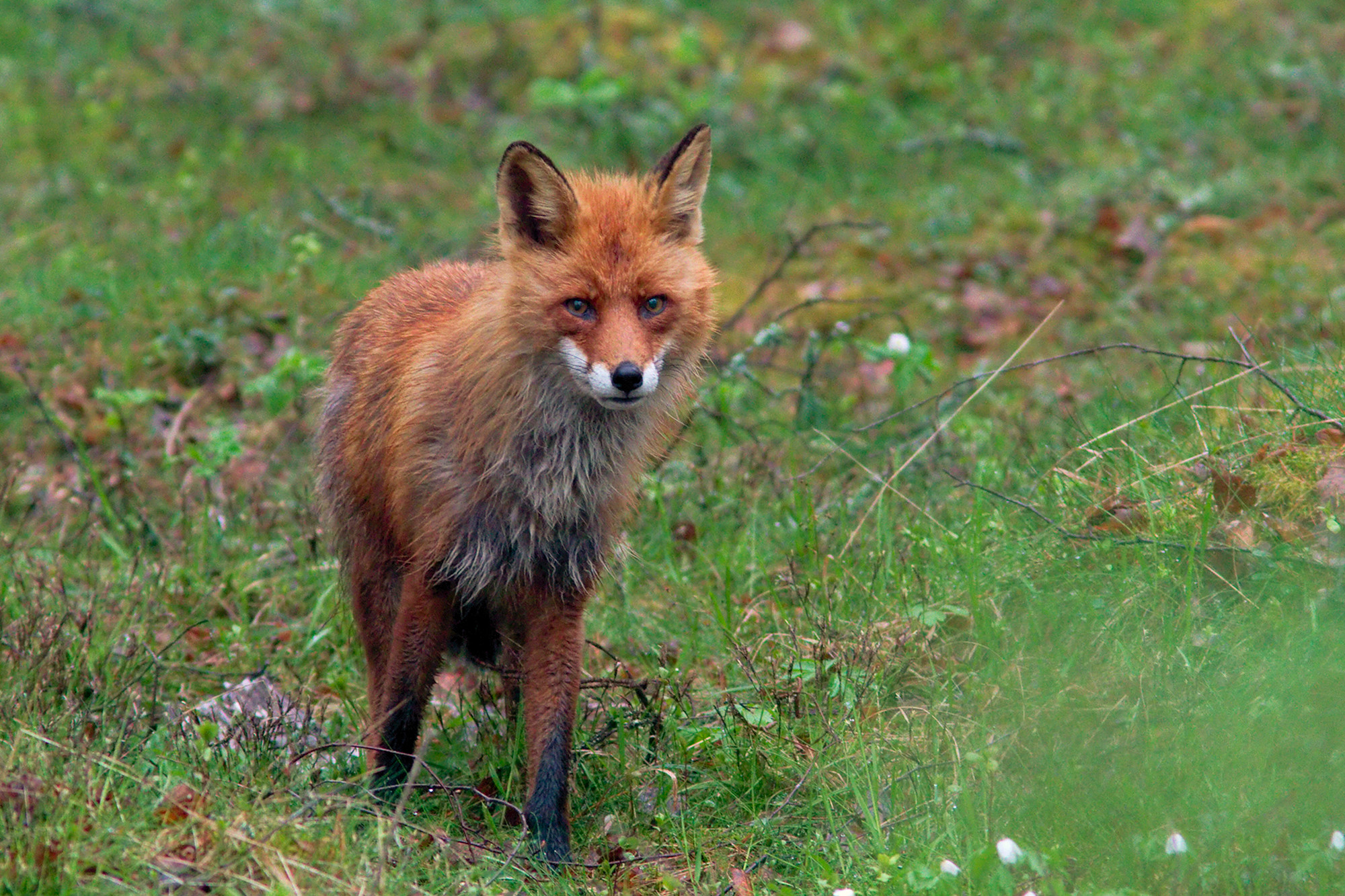 Kettu (Vulpes vulpes)
