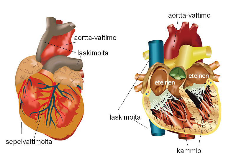 Sydämen rakenne. Aortta on suurin valtimomme, josta veri lähtee ...
