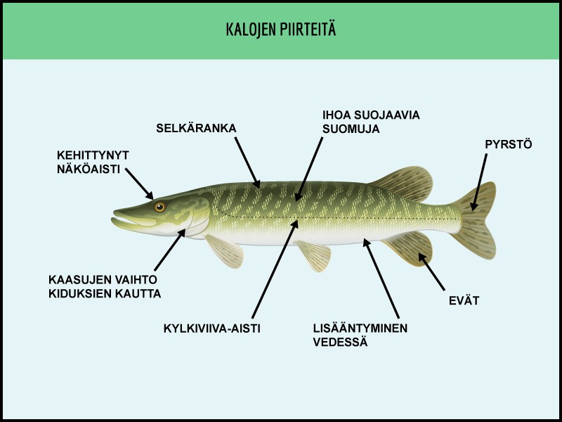 kalojen piirteitä