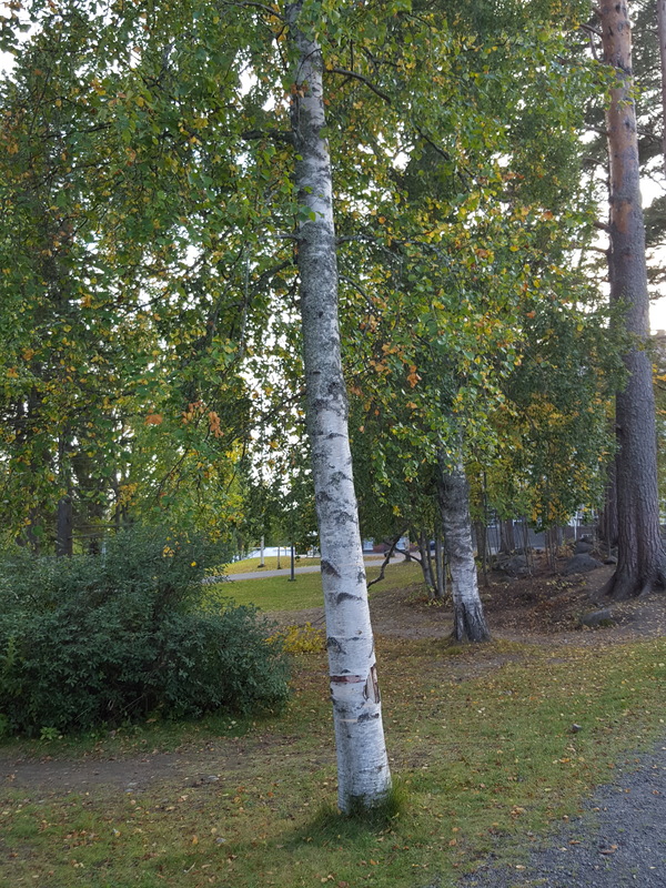 Rauduskoivu