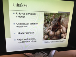 Lihakset