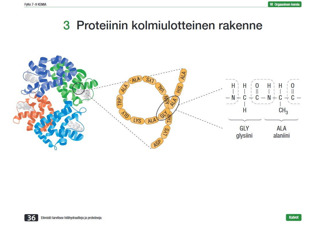 36 Hiilihydraatit ja proteiinit