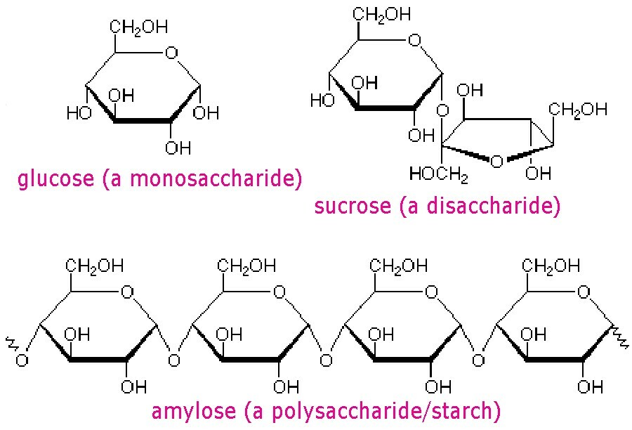 saccharids.jpg